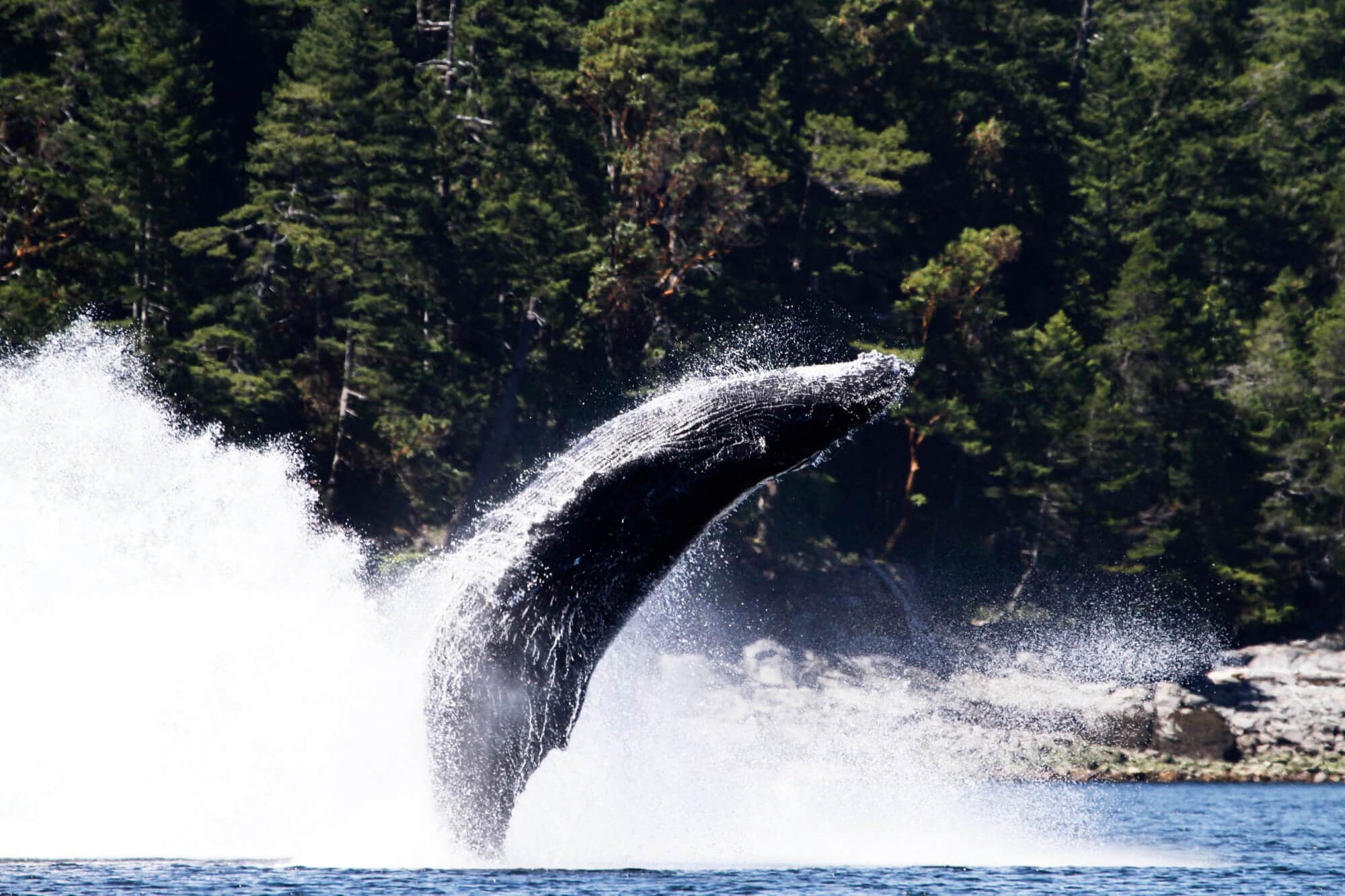 An Influx Of Humpbacks - Campbell River Whale Watching and Adventure Tours