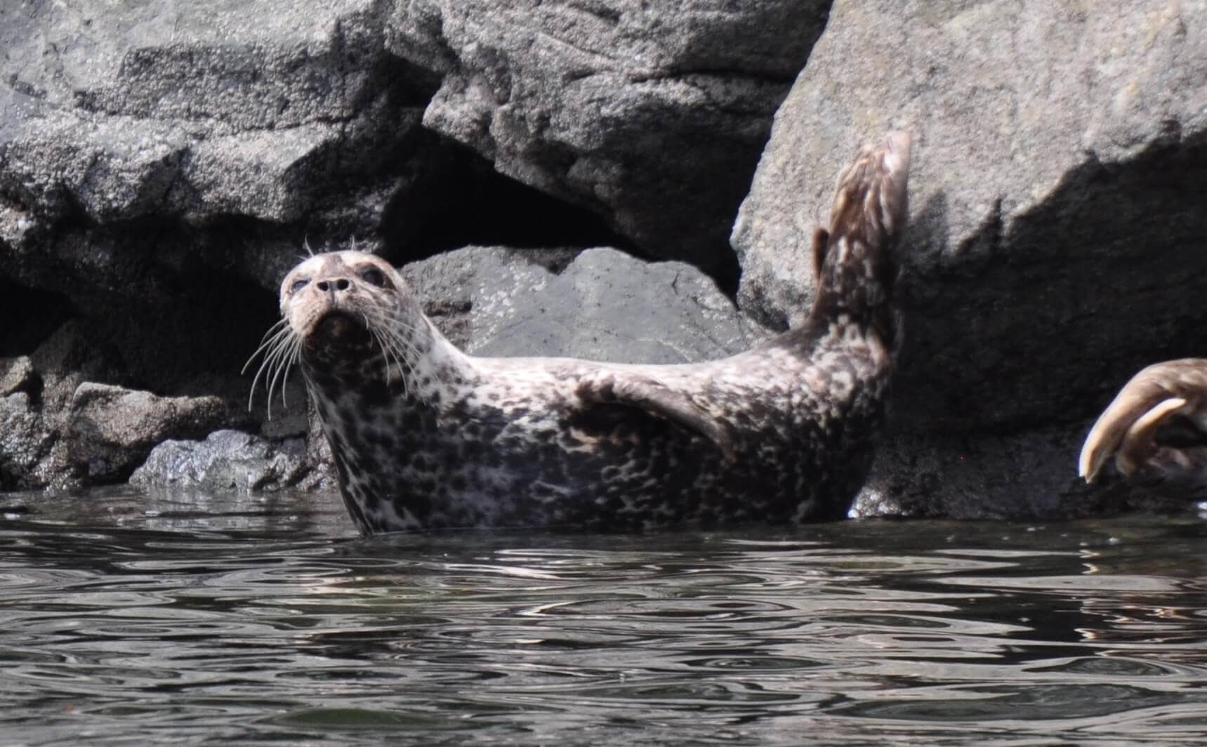 12 Facts About Harbor Seals - Campbell River Whale Watching and ...