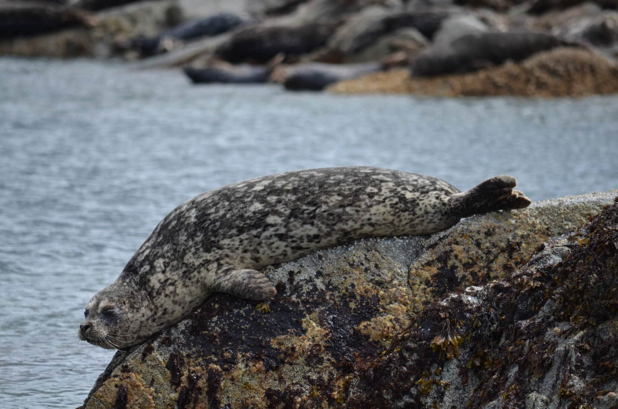 12 Facts About Harbor Seals - Campbell River Whale Watching and ...