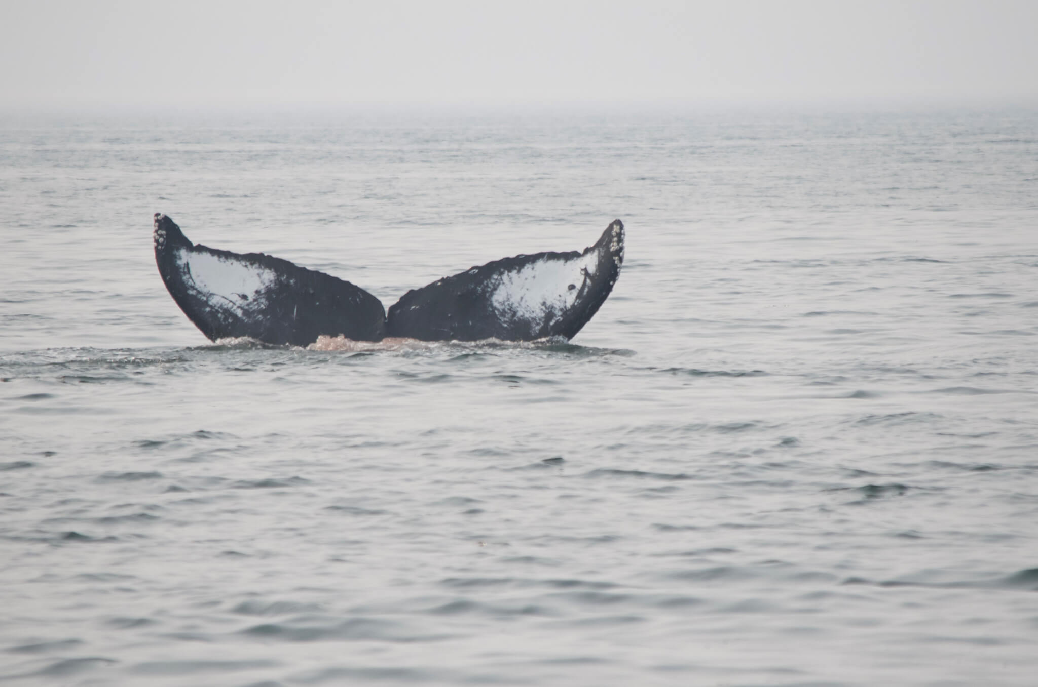 52 Different Humpbacks - Campbell River Whale Watching and Adventure Tours