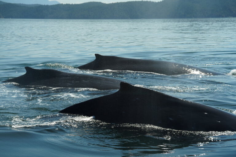 10 Facts about Humpback Whales - Campbell River Whale Watching and ...