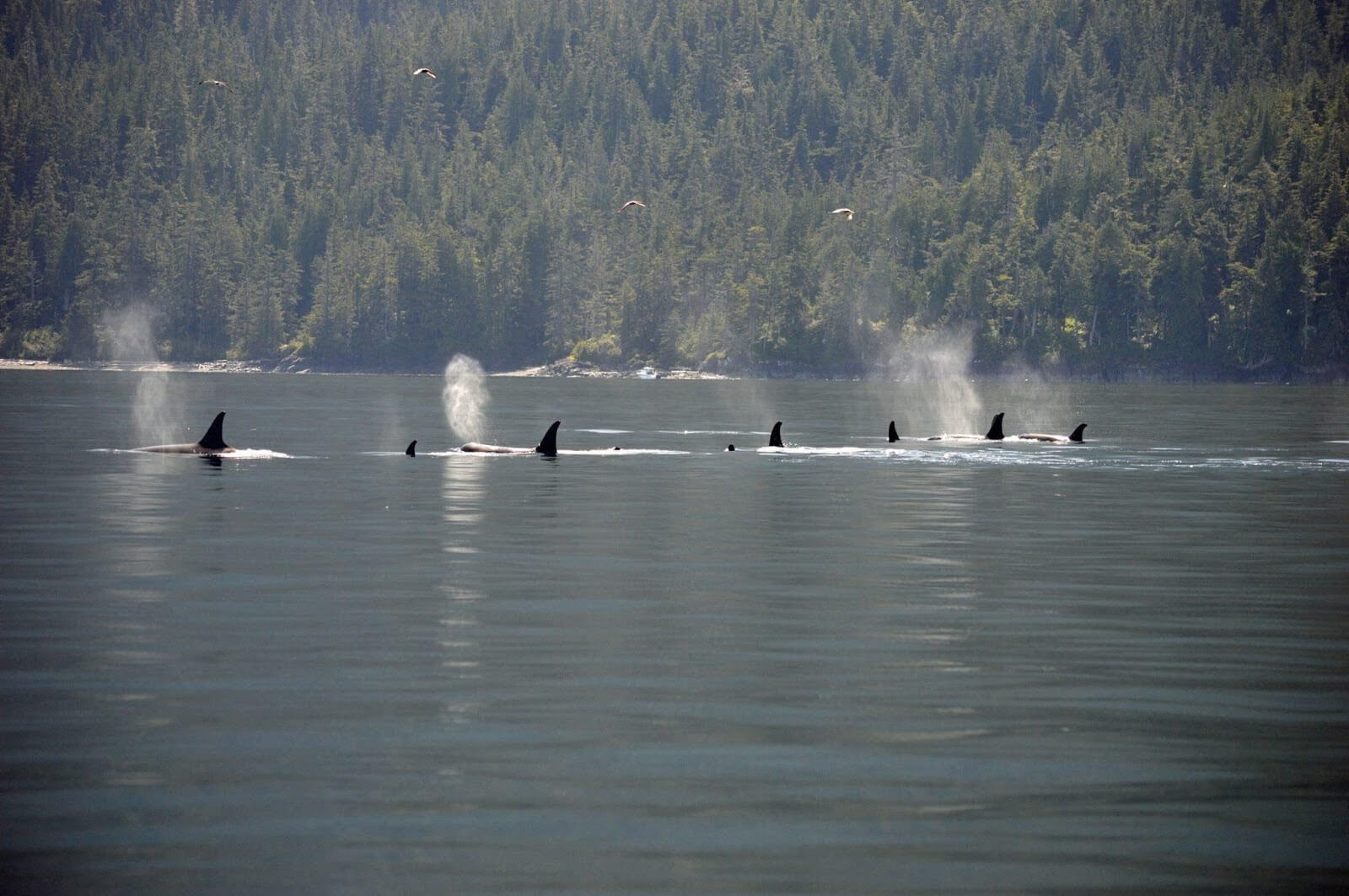 10 Facts about Killer Whales - Campbell River Whale Watching and ...