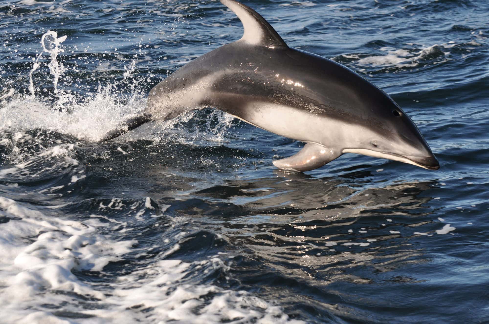 10 Facts about Pacific White-Sided Dolphins - Campbell River Whale ...
