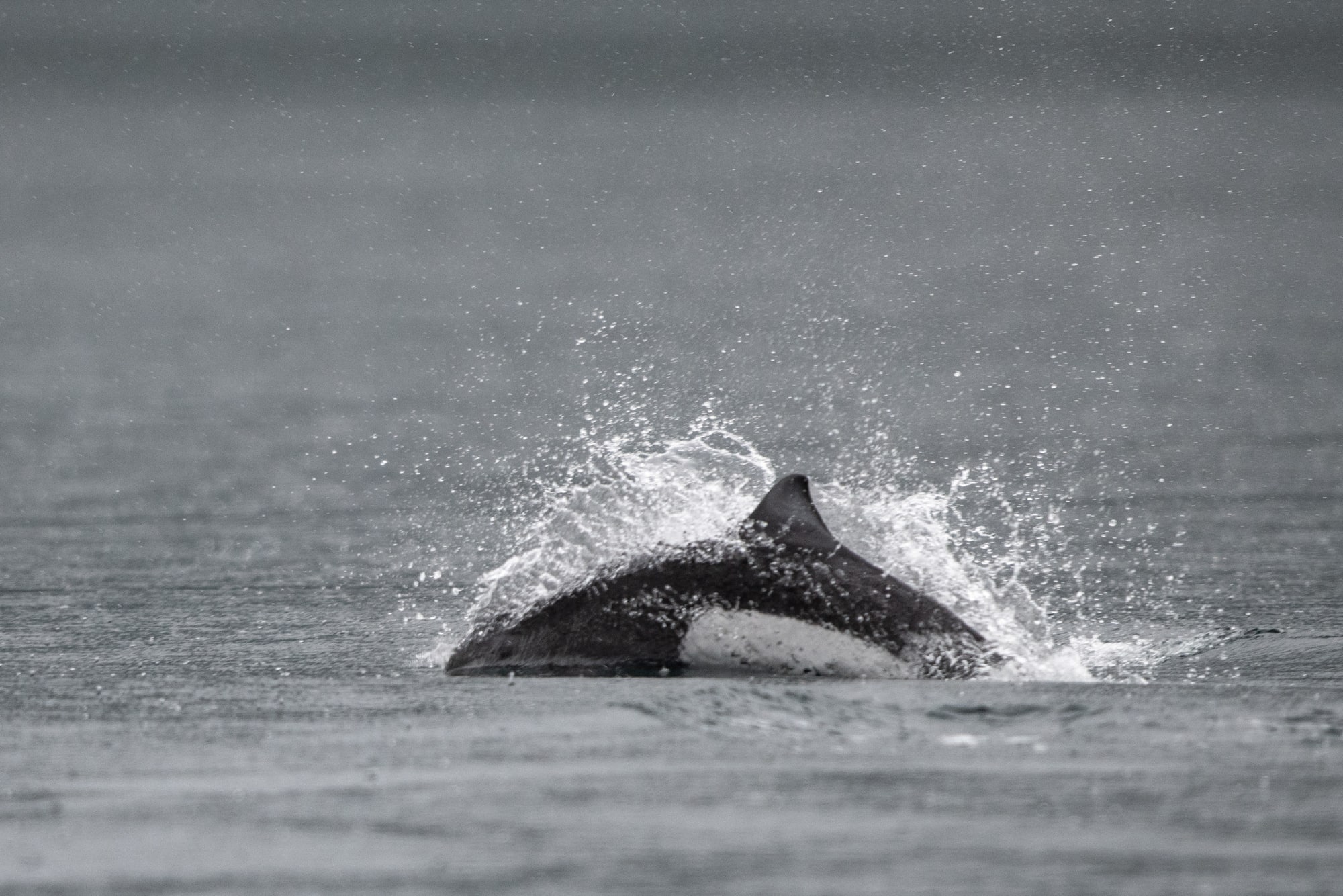 Types of Porpoise - Campbell River Whale Watching and Adventure Tours
