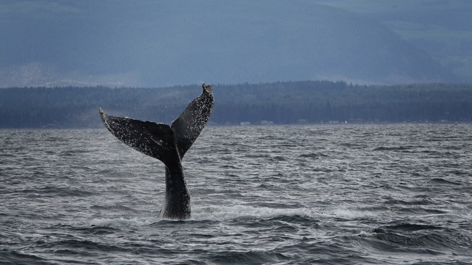 Whales and Climate Change: The Whale Pump Explained - Campbell River ...
