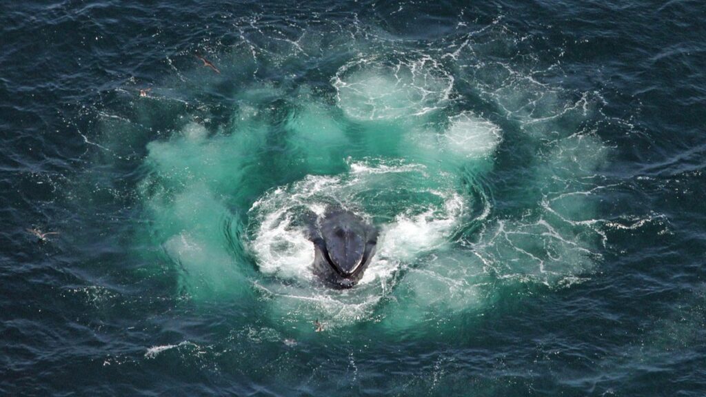 Five Humpback Whale Feeding Strategies - Campbell River Whale Watching ...