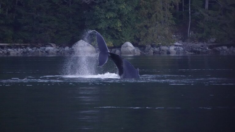 Five Humpback Whale Feeding Strategies - Campbell River Whale Watching ...