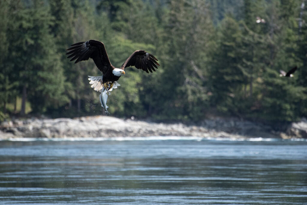 Bald Eagle Tours - Witness the Feeding Frenzy on Vancouver Island, BC ...
