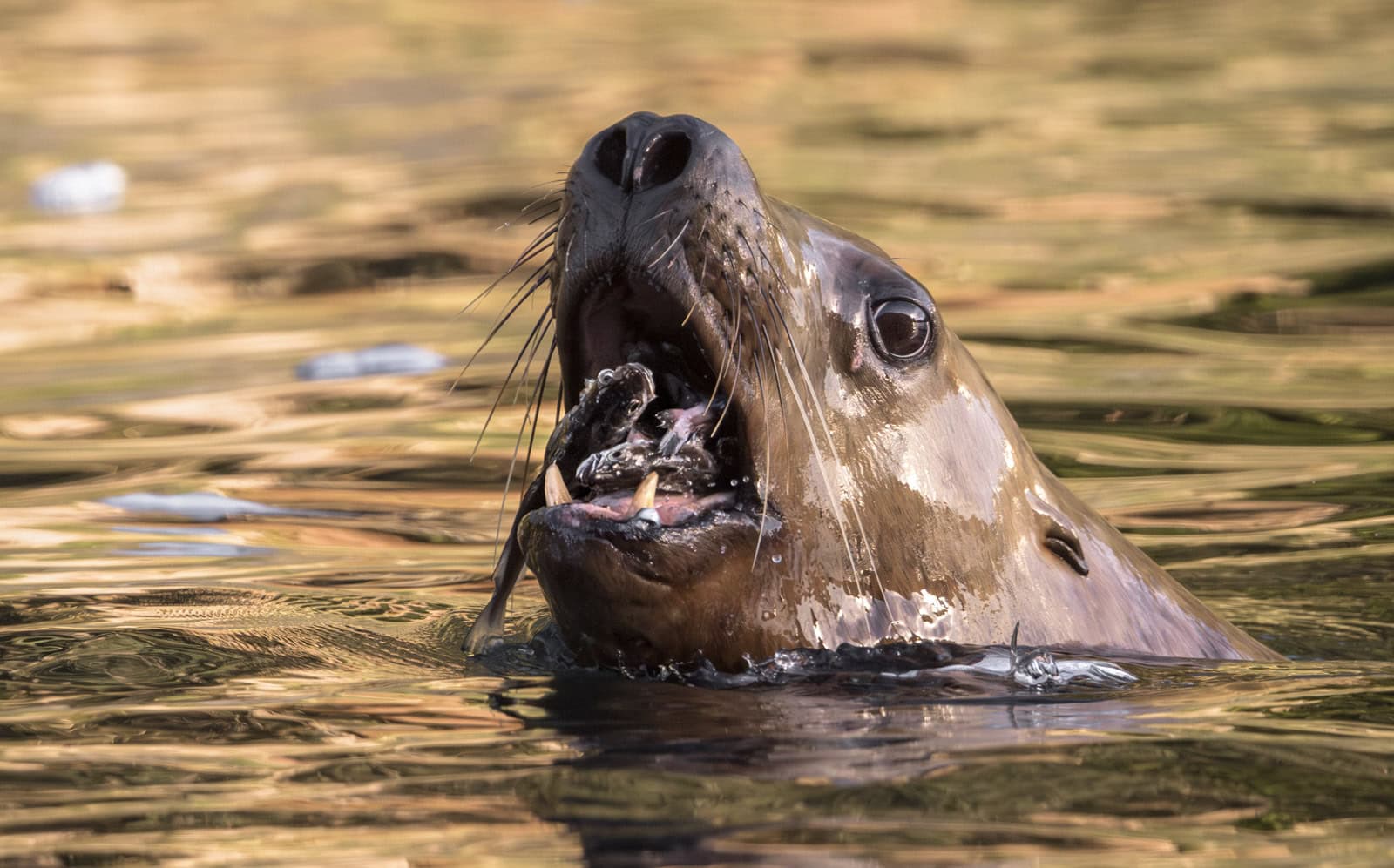 Bald Eagle Tours - Witness the Feeding Frenzy on Vancouver Island, BC ...